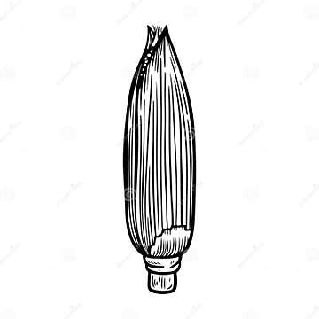 Maize Vector Line Drawing Isolated on White Background Stock Vector ...