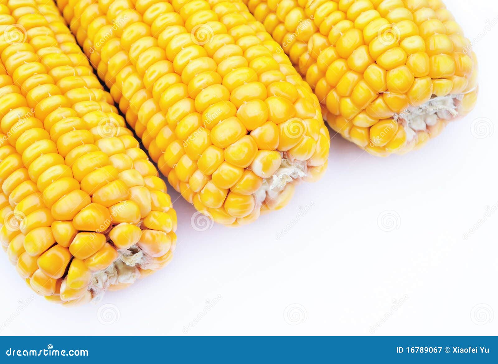 Maize on white background stock image. Image of farm - 16789067