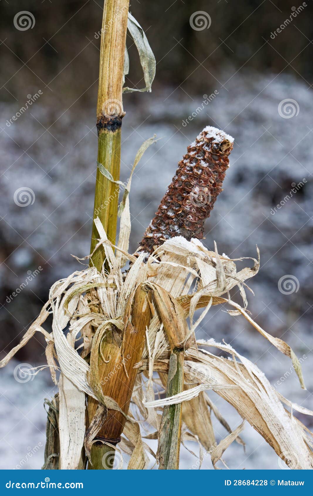 Maize in winter stock photo. Image of snow, stem, sweetcorn - 28684228