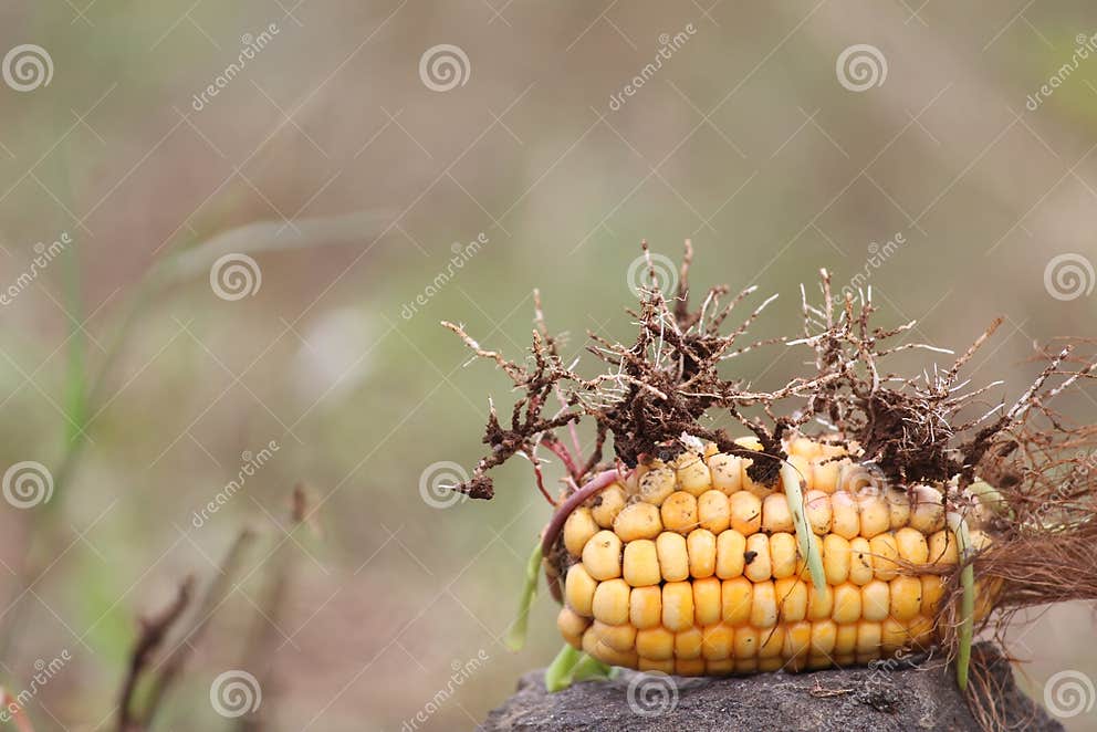 Maize Yellow Corn with Roots Stock Image - Image of farmer, yellow ...