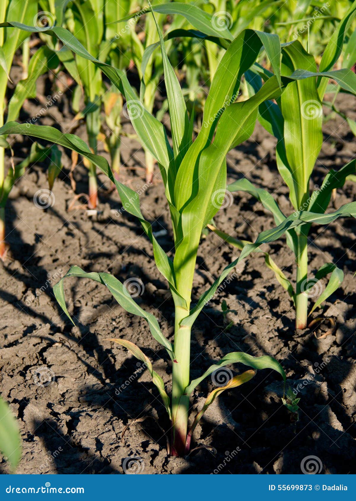 Maize (Zea mays) stock image. Image of sunbeam, farm - 55699873
