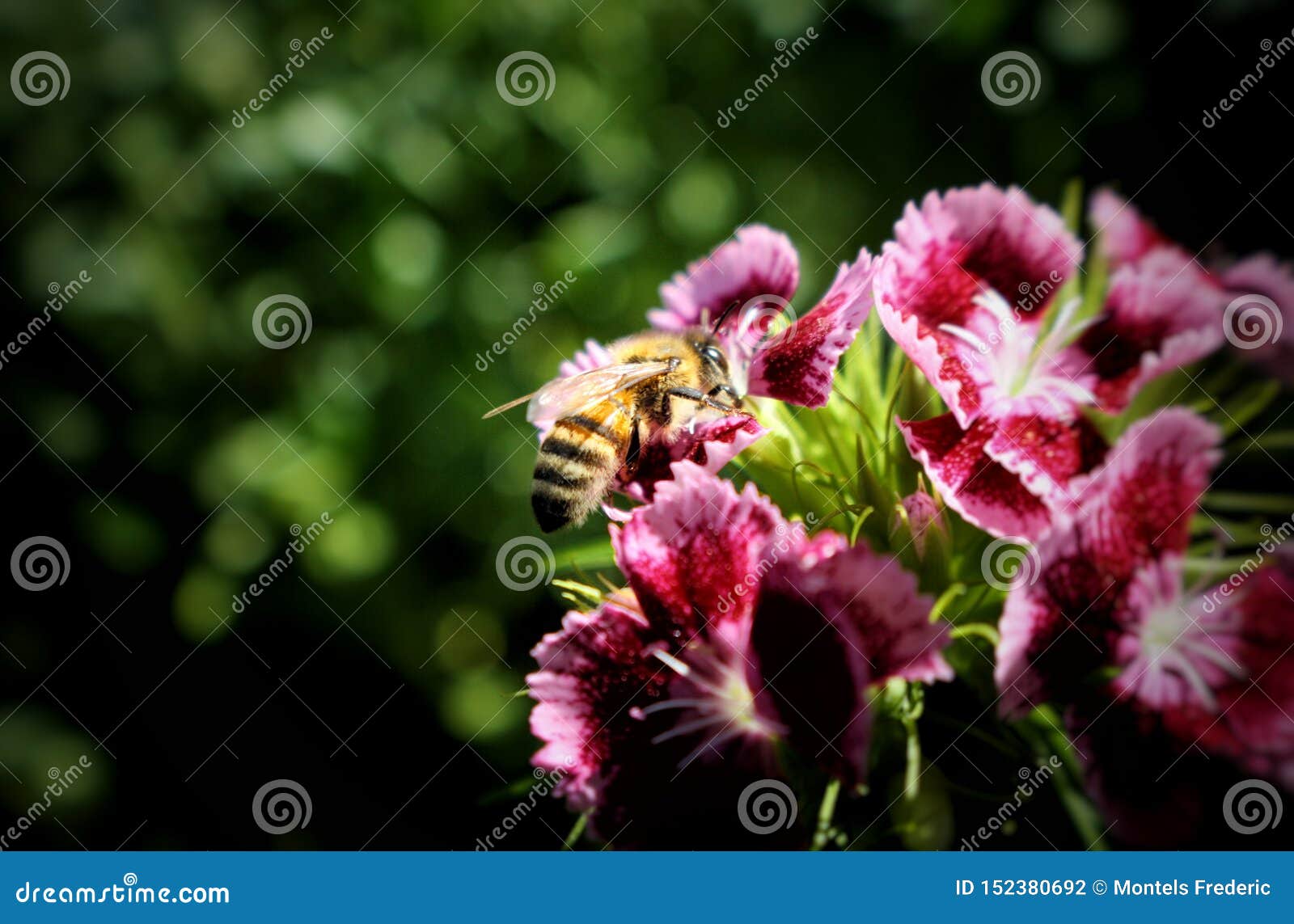 Maja the bee stock photo. Image of maja, flowers, macrophoto - 152380692