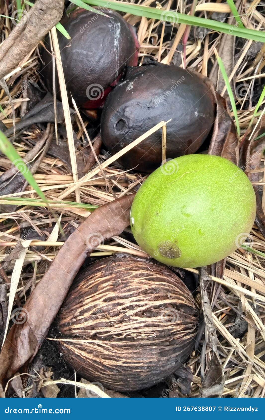 Bel Fal, Maja Fruit, Aegle Marmelos Near Pune, Maharashtra, India Stock ...