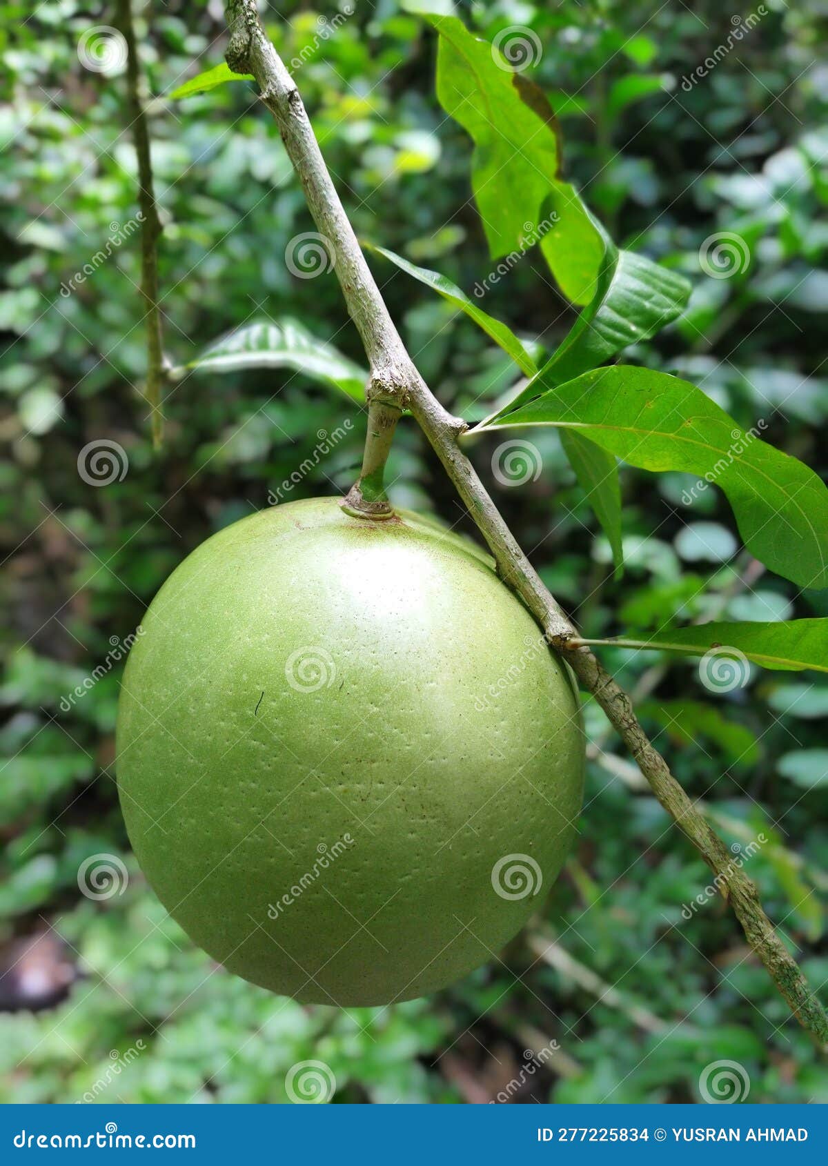 Maja Fruit that Grows Wild in the Forest Stock Photo - Image of produce ...