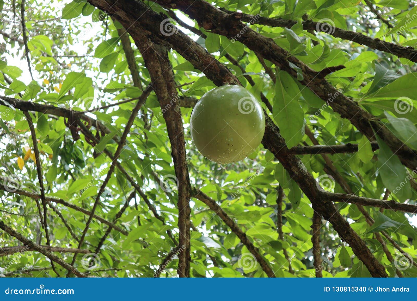 Bel Fal, Maja Fruit, Aegle Marmelos Near Pune, Maharashtra, India Stock ...