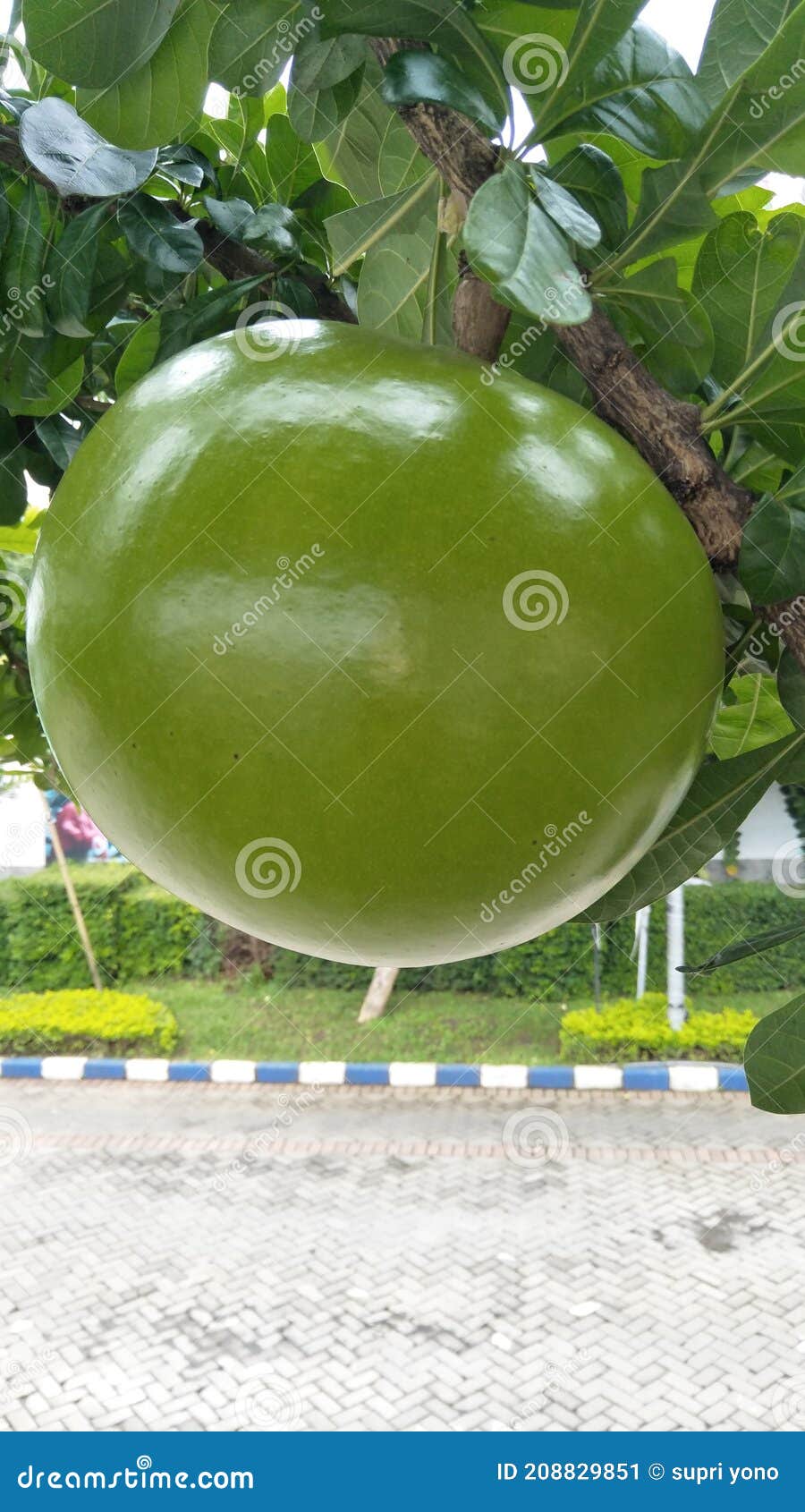 Bel Fal, Maja Fruit, Aegle Marmelos Near Pune, Maharashtra, India Stock ...