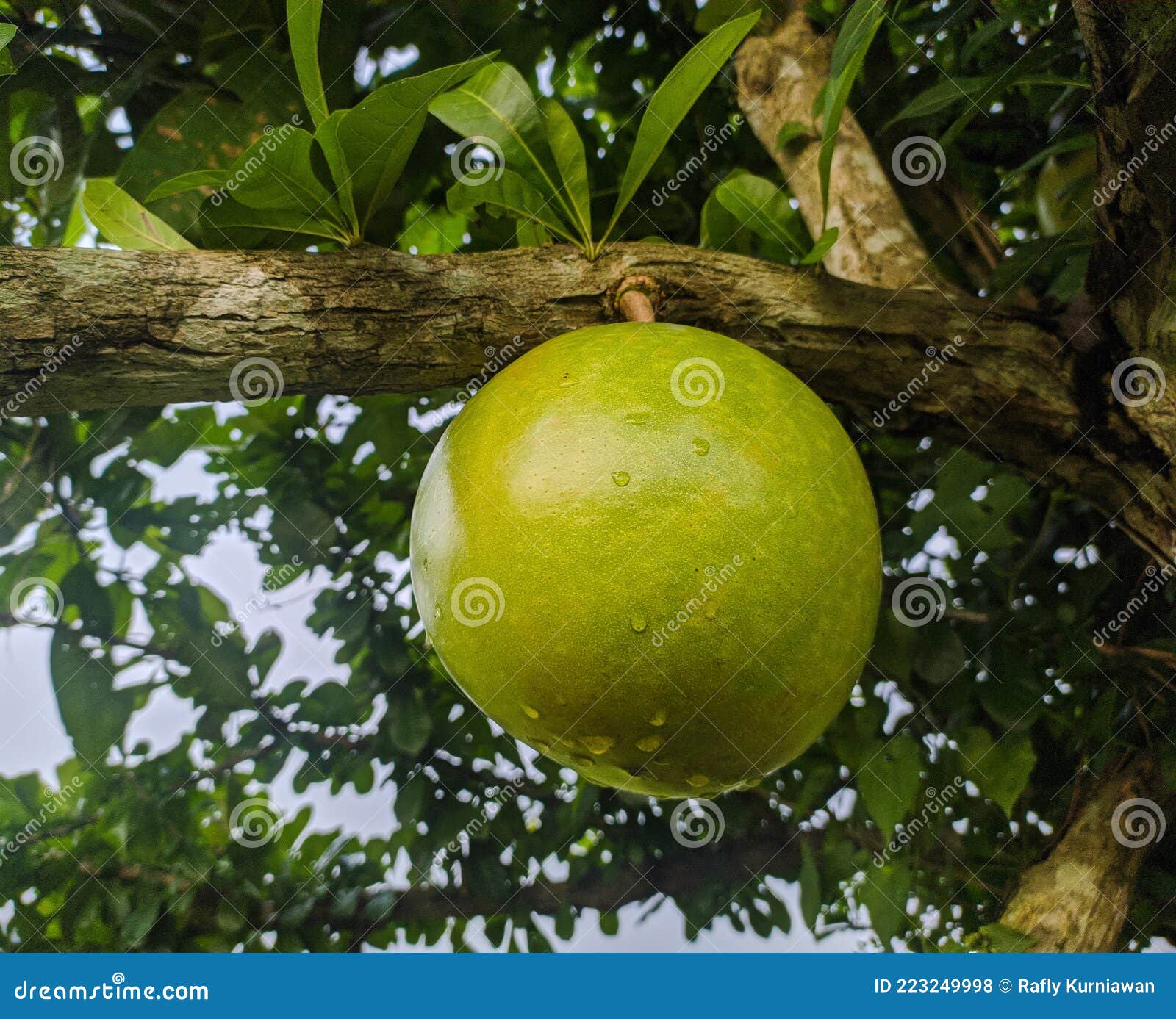 Bel Fal, Maja Fruit, Aegle Marmelos Near Pune, Maharashtra, India Stock ...