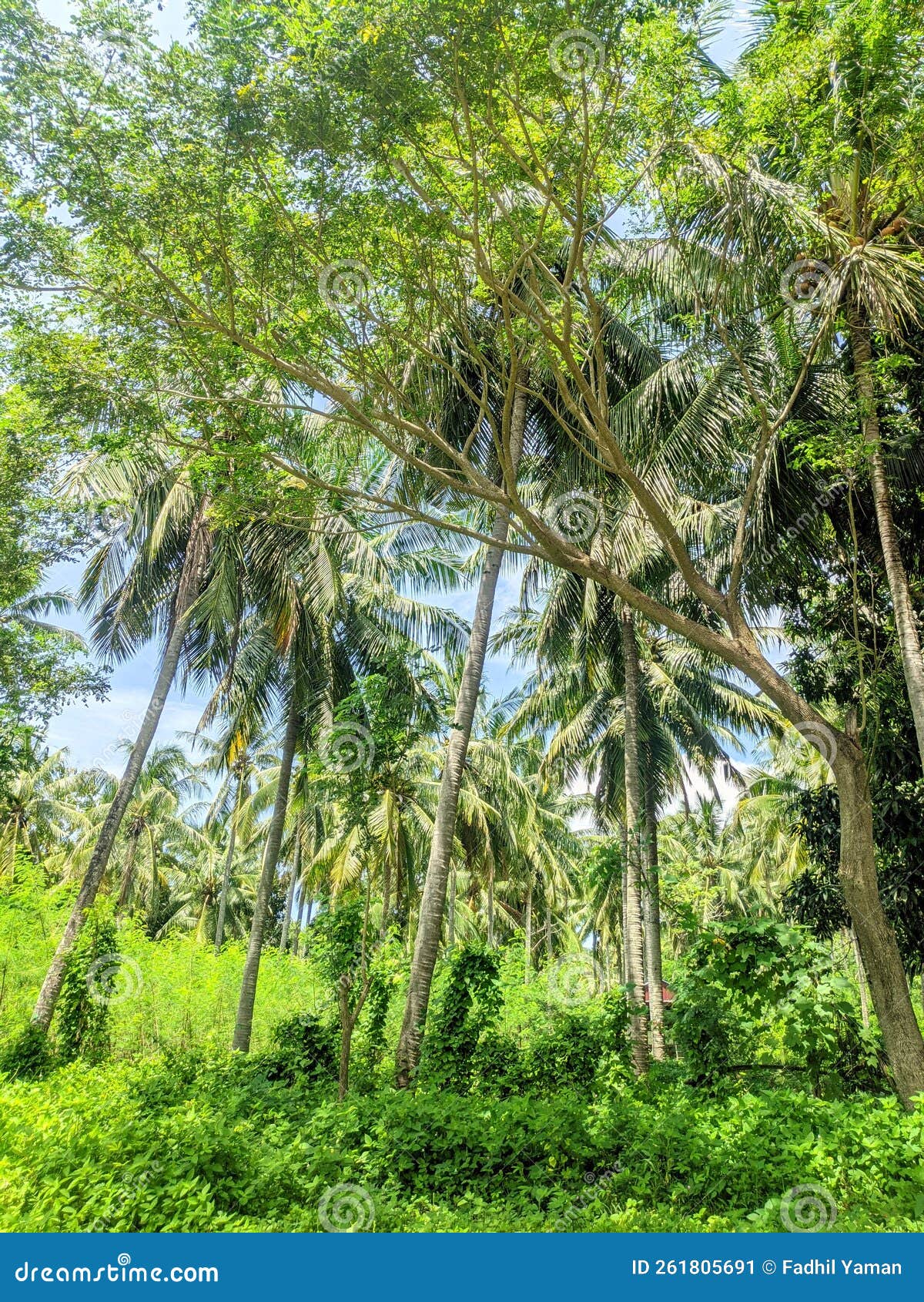 Majene Coconut Plantation - Indonesia Stock Image - Image of garden ...