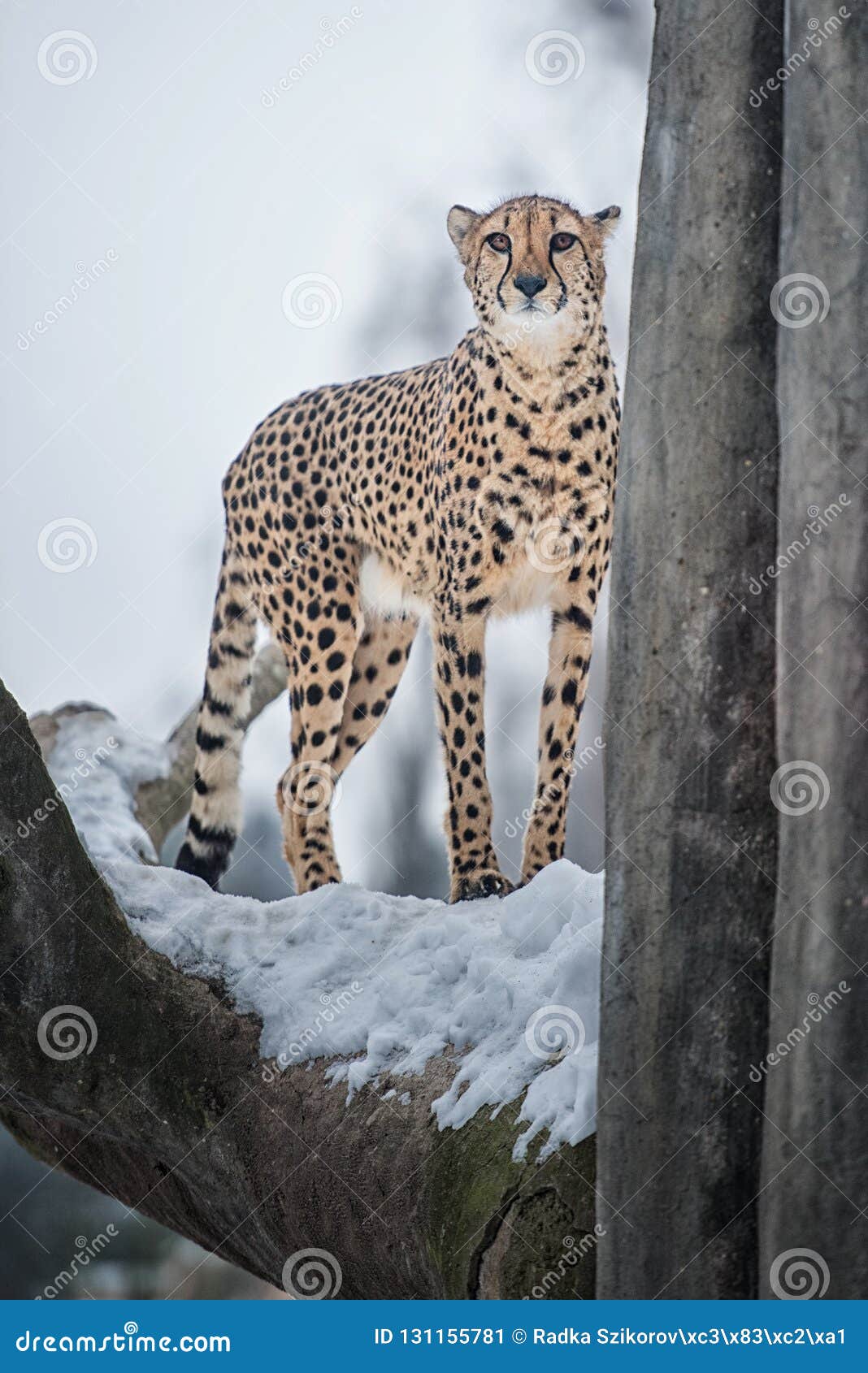 Majesic cheeetah in winter stock image. Image of beautiful - 131155781