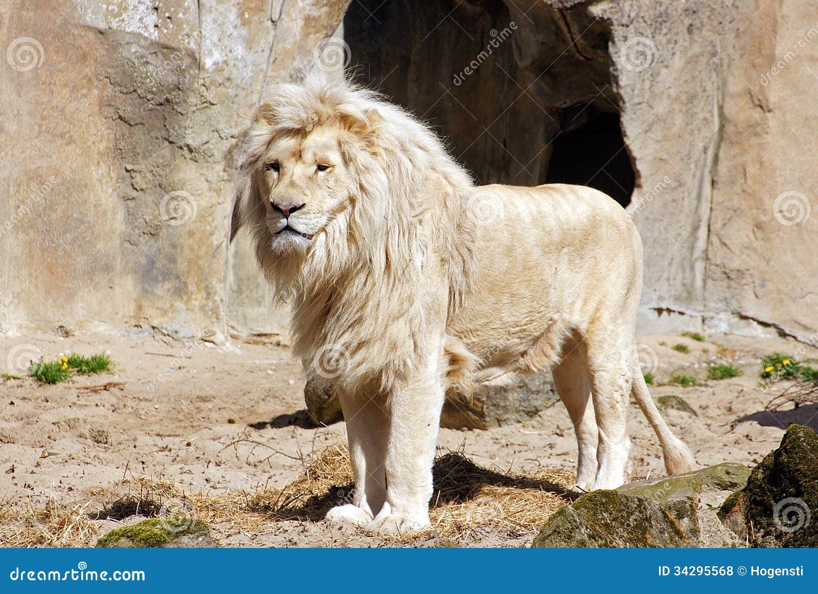 Majestätischer weißer Löwe stockfoto. Bild von katzenartig - 34295568