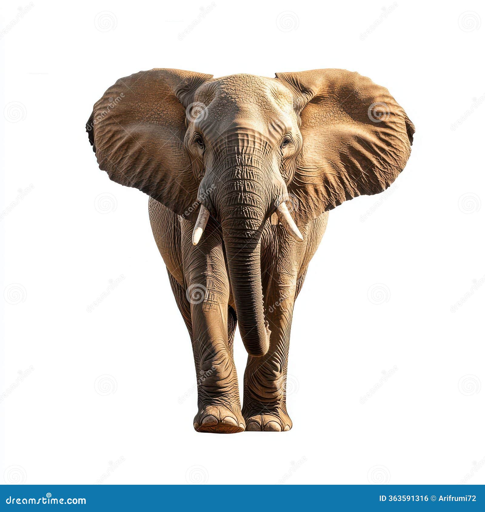 Bic Elephant, Front View, Sunset On The Background Cartoon Vector ...