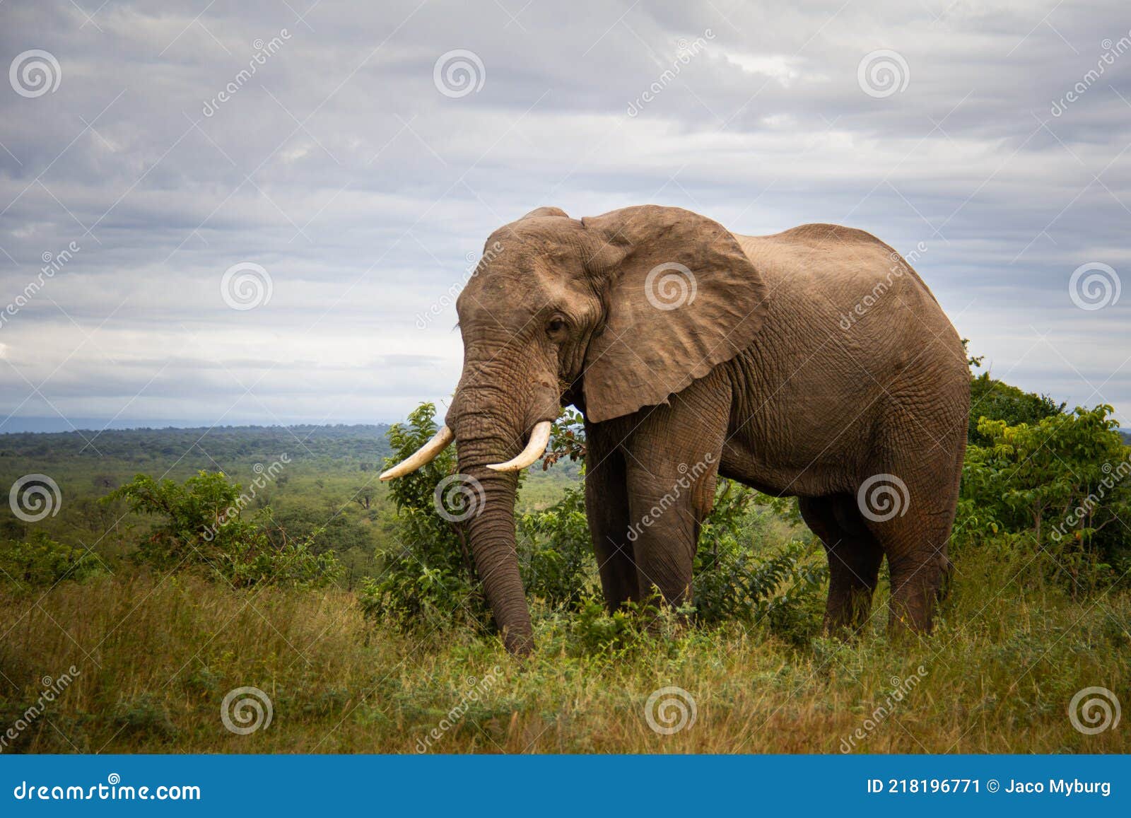 Majestic African Elephant Side Profile Stock Image - Image of majestic ...