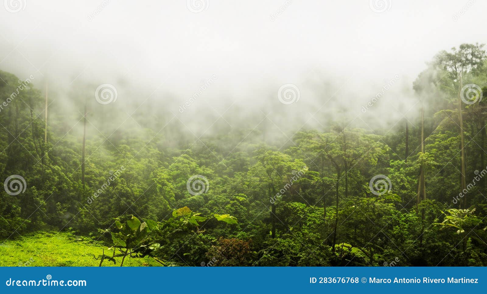Majestic Amazon Forest with Mist in High Resolution and Sharpness Stock ...