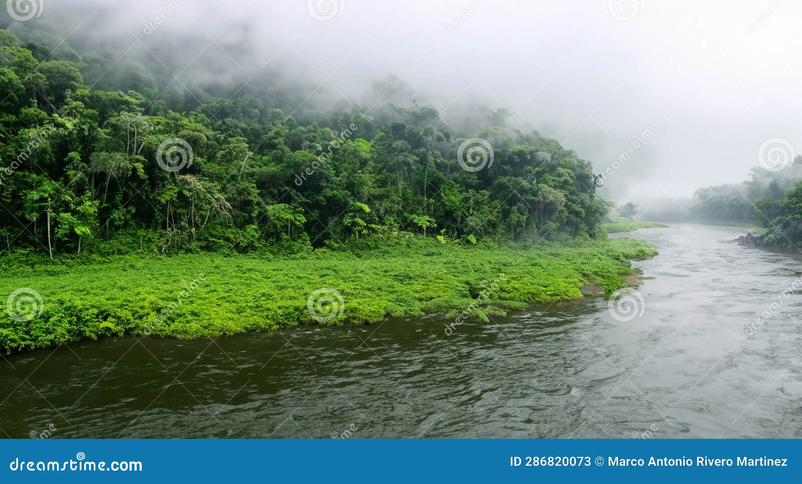 Majestic Amazon River with Mist in a Sunrise Stock Image - Image of ...