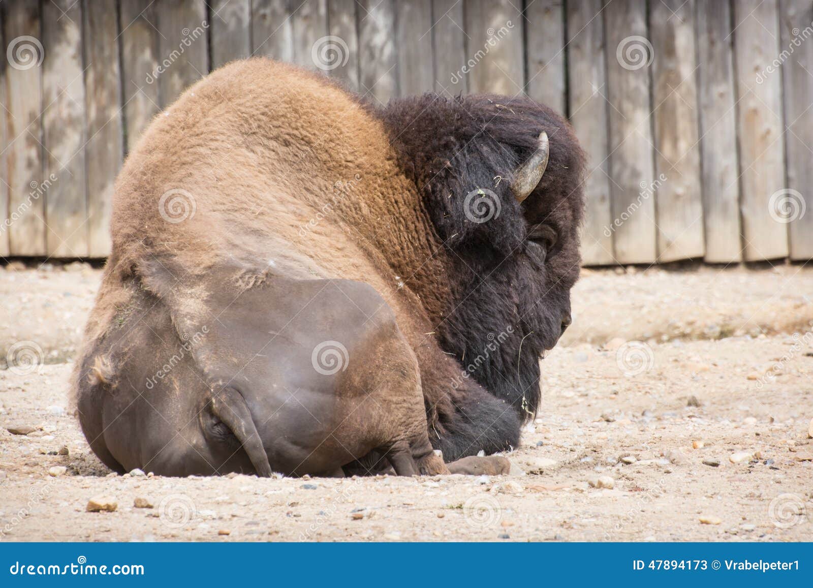 Majestic American Bison (Bison Bison) Stock Image - Image of nature ...