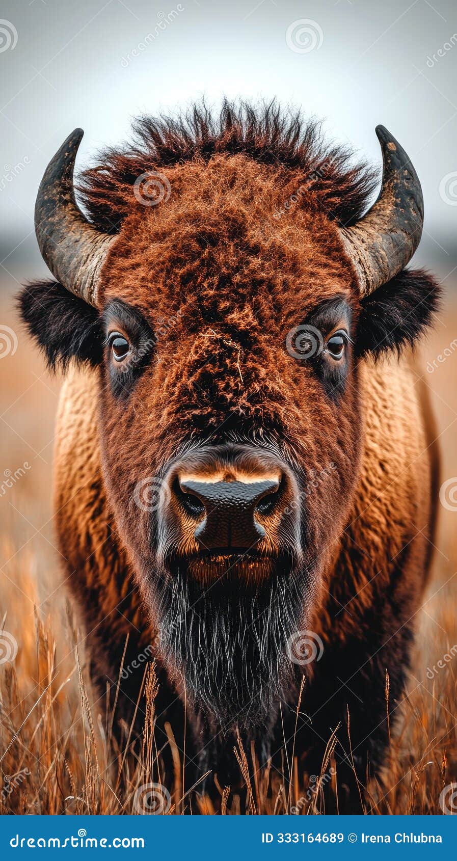 Majestic American Bison Standing in Tall Grass Field Stock Illustration ...