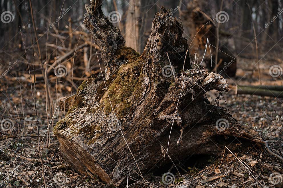 Majestic Ancient Tree Stump in Serene Forest Setting Stock Image ...