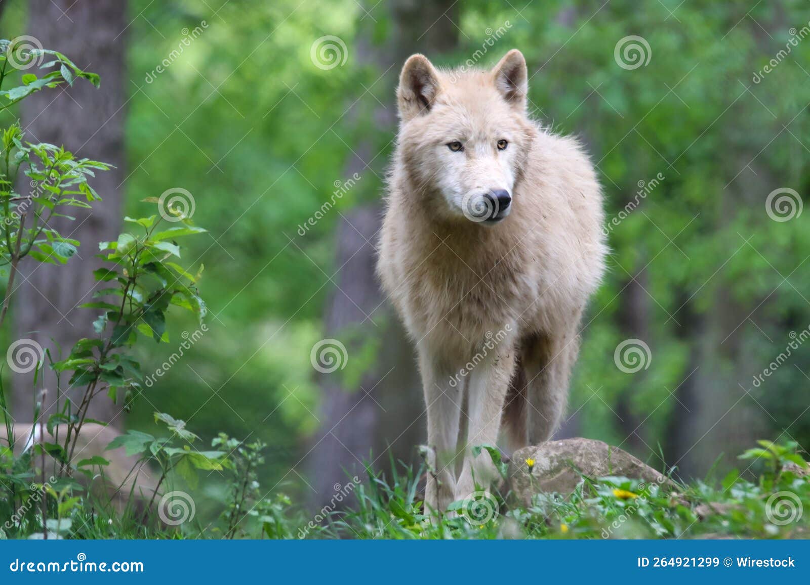 Majestic Arctic Wolf in an Evergreen Forest Stock Image - Image of ...