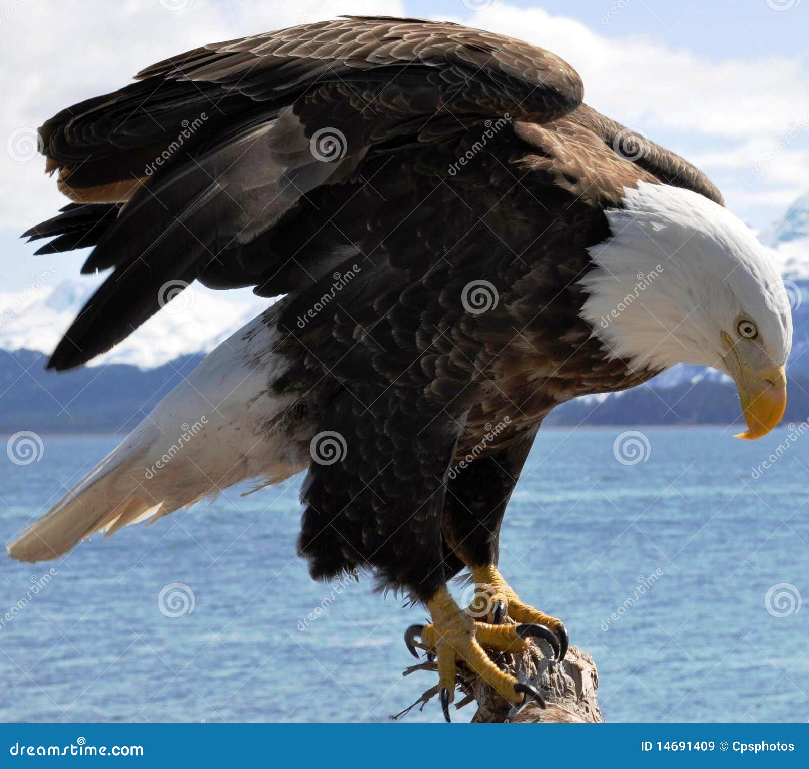 Majestic Bald Eagle stock image. Image of flying, hunter - 14691409