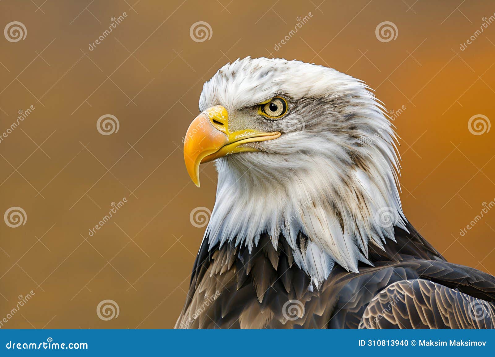 Majestic Bald Eagles Royalty-Free Stock Photography | CartoonDealer.com ... Majestic Bald Eagles Royalty-Free Stock Photography | CartoonDealer.com ...