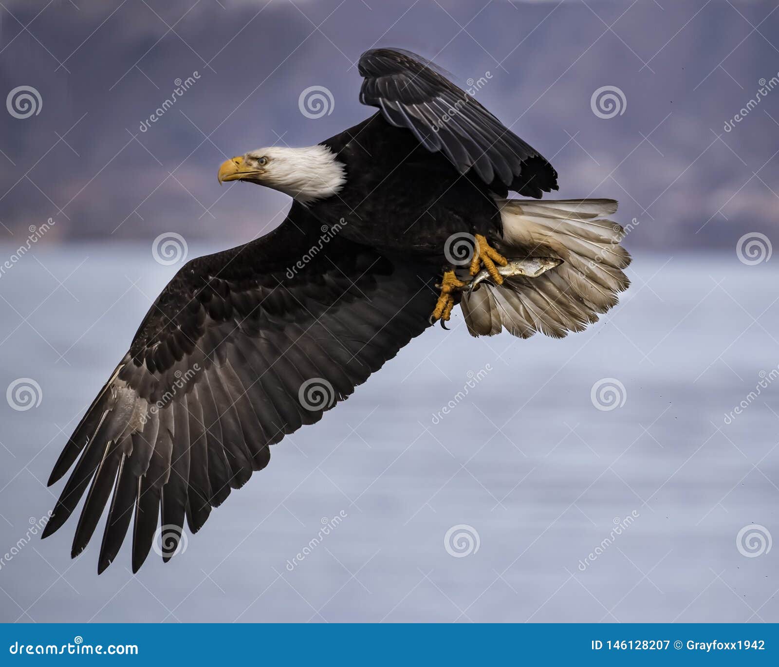 Majestic Bald Eagle in Flight Overhead Stock Image - Image of prey ...