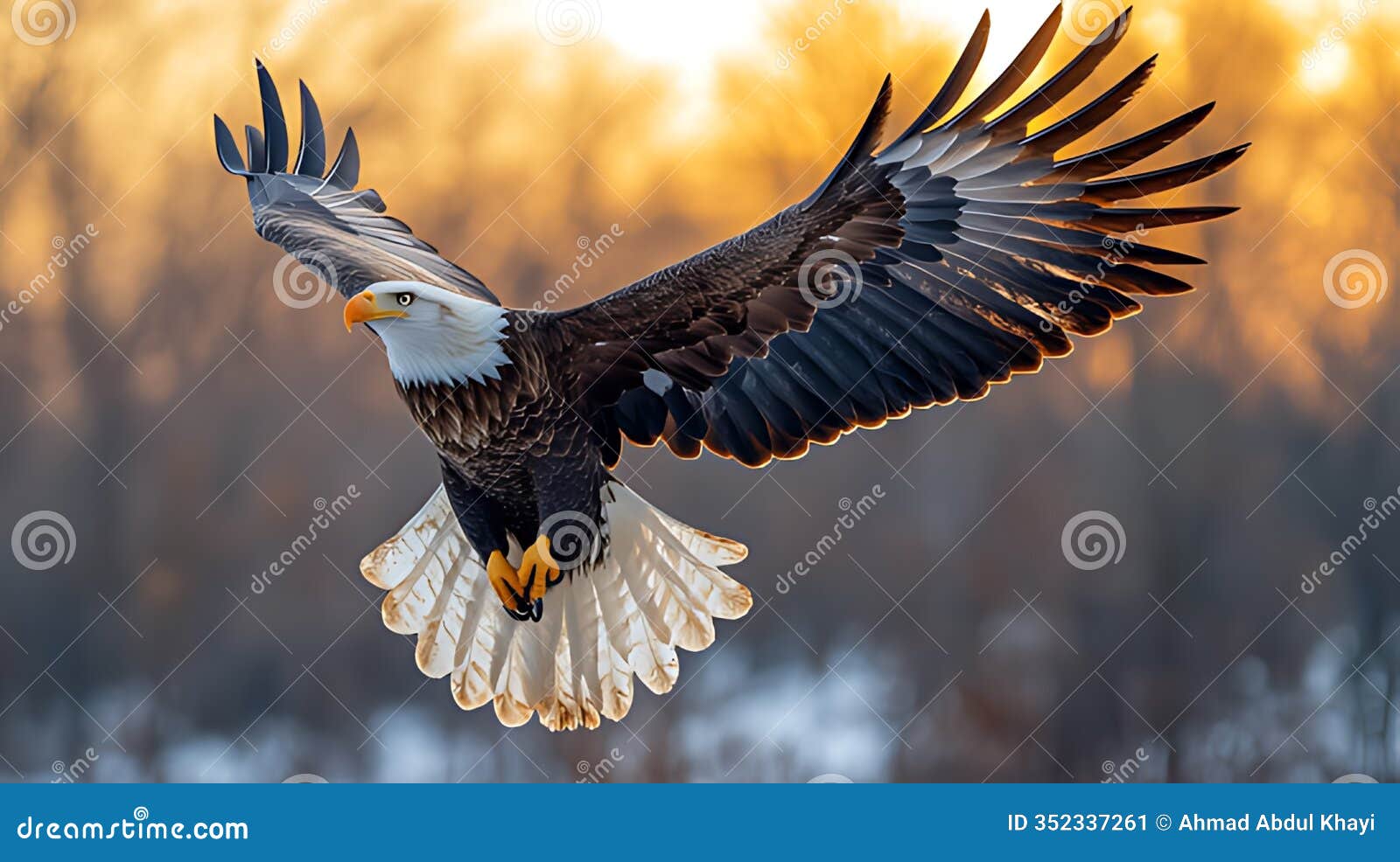 Majestic Bald Eagle in Flight at Sunset, Wings Spread Wide, Talons Extended Stock Illustration ...
