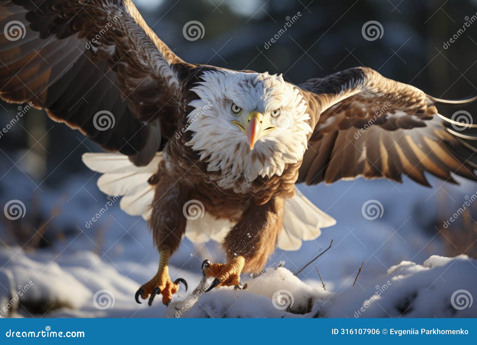 Majestic Bald Eagle Landing On Snowy Terrain At Sunset Stock Photo | CartoonDealer.com #316107906