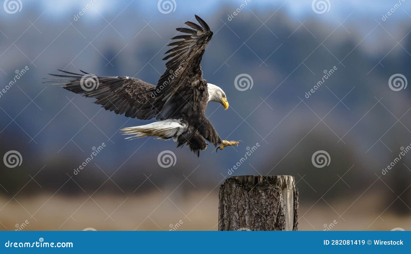 Majestic Bald Eagle Landing on a Wooden Post. Stock Image - Image of ...