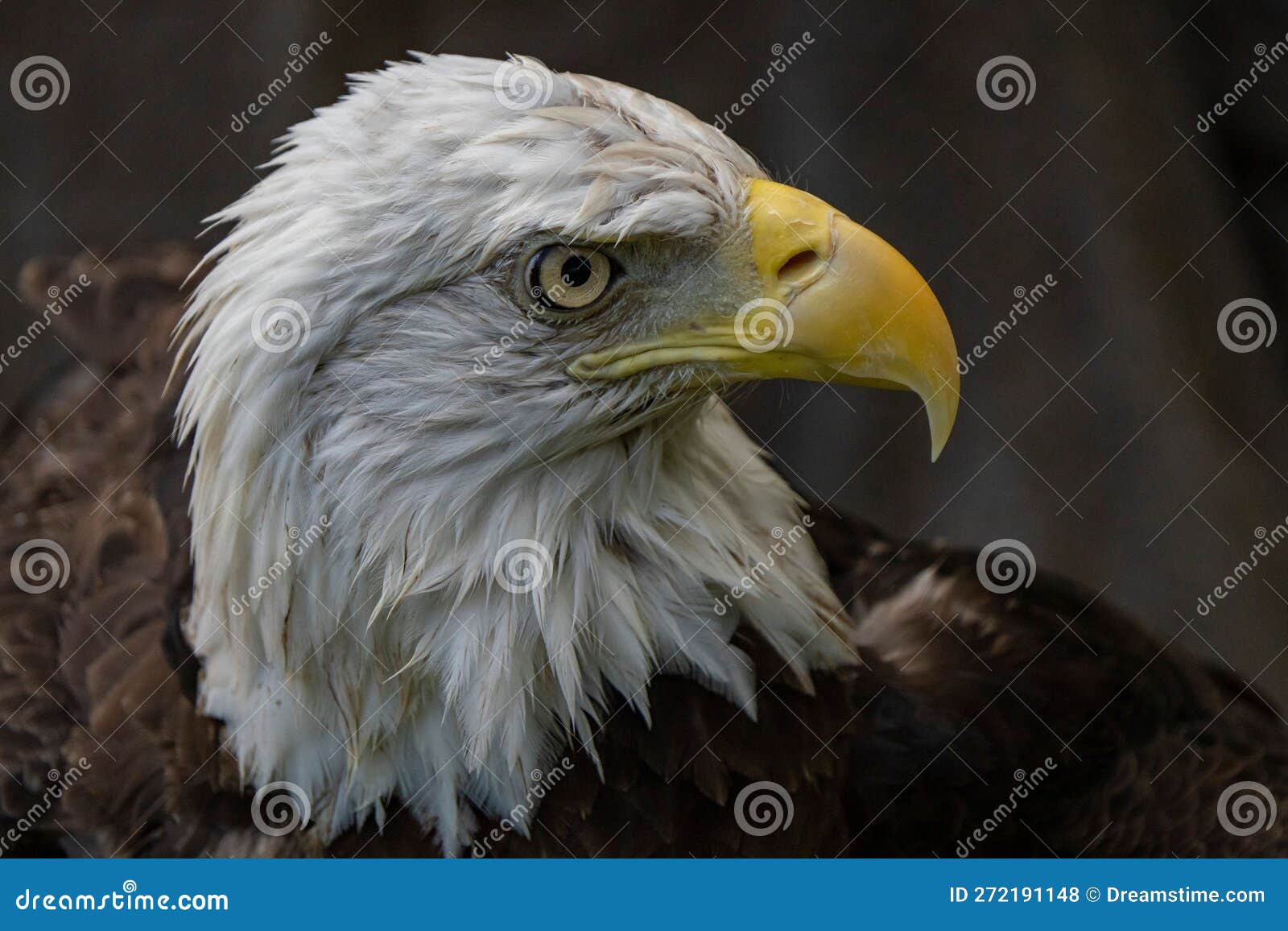 Majestic Bald Eagle Looking To the Left. Stock Photo - Image of ...