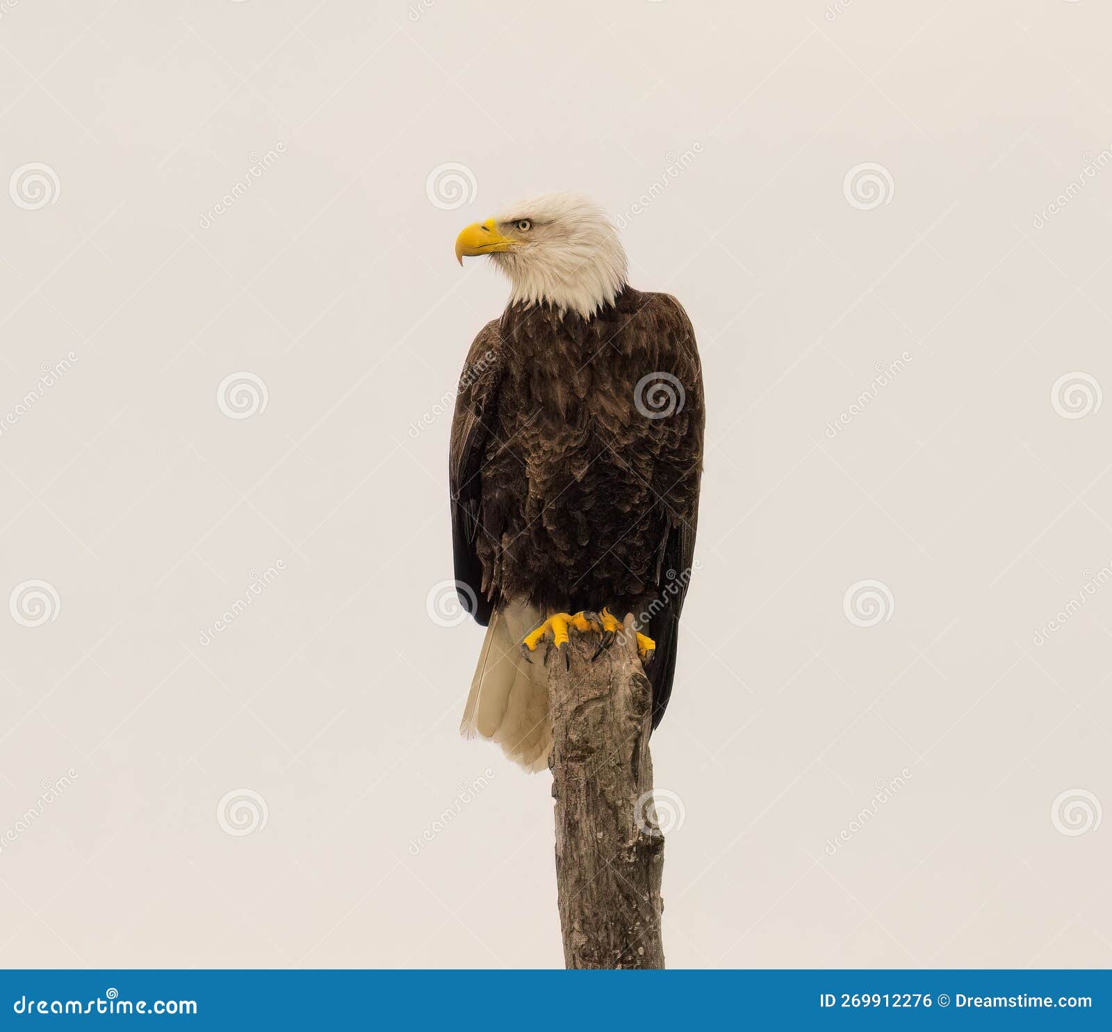 Majestic Bald Eagle Perched Atop a Tree Branch with Its Wings Spread ...