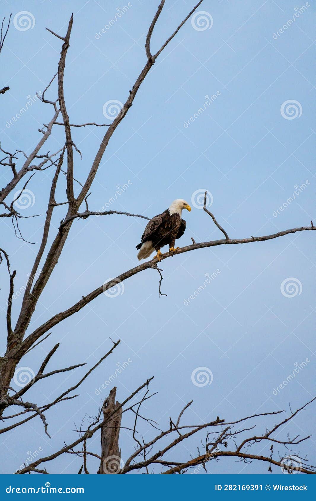 An Eagle Perched in the Branches of a Tree on a Bright Sunny Day Stock ...