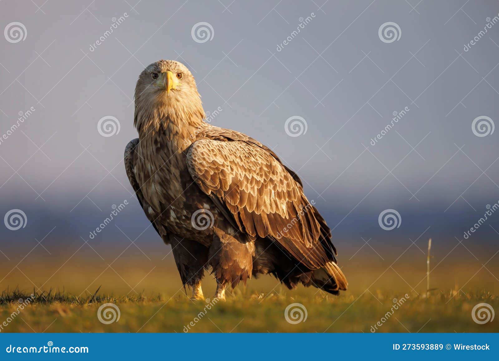 Majestic Bald Eagle Perched in a Grassy Field Against a Backdrop of the ...