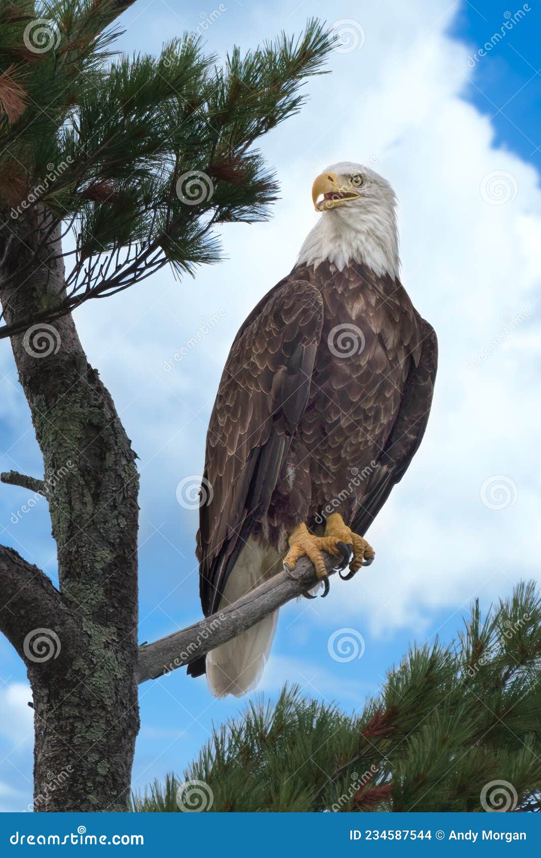 Majestic Bald Eagle Perched on Pine Tree Stock Photo - Image of eagle ...