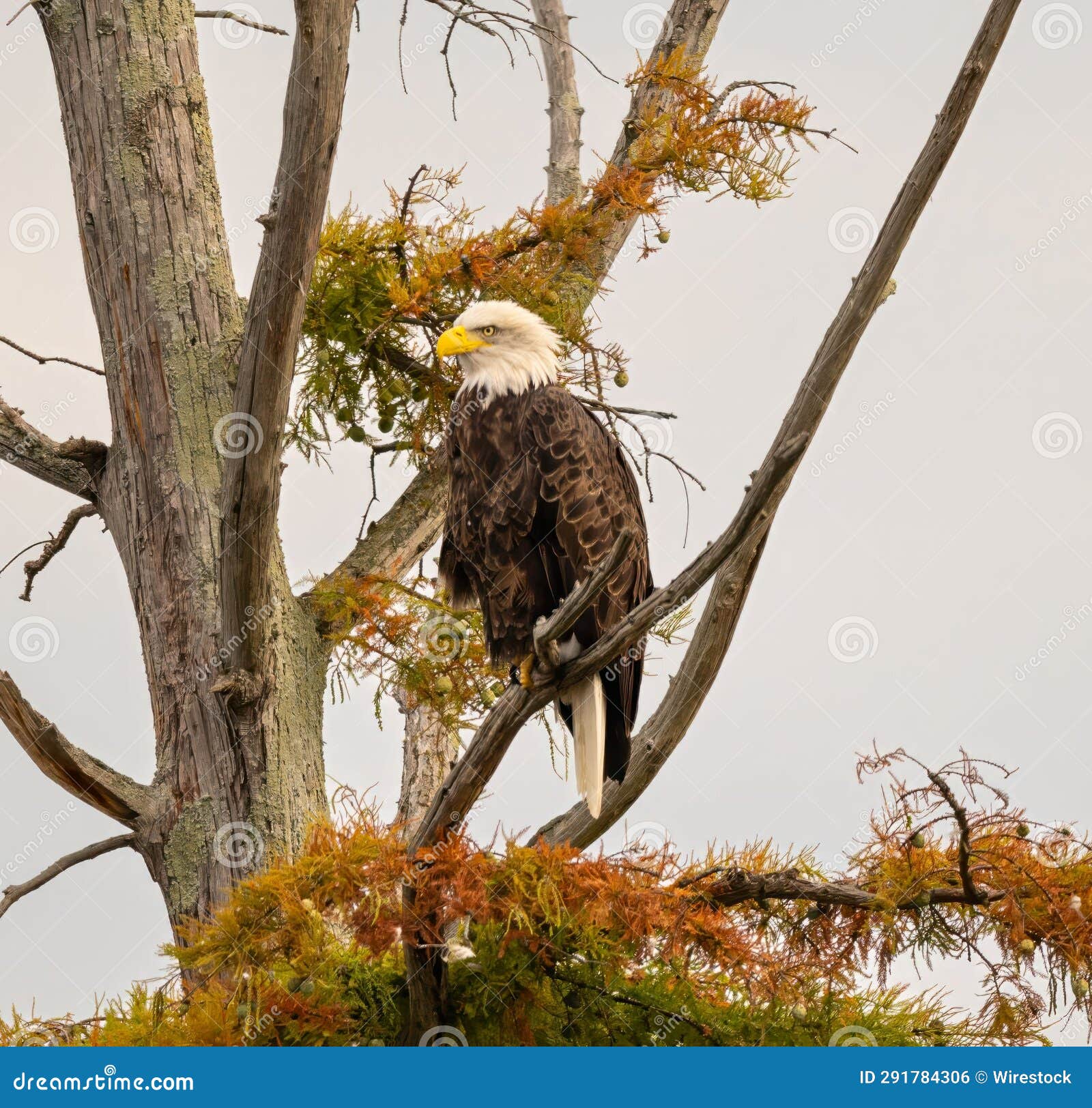 Majestic Bald Eagle Perched on a Tree Branch in Its Natural Habitat ...