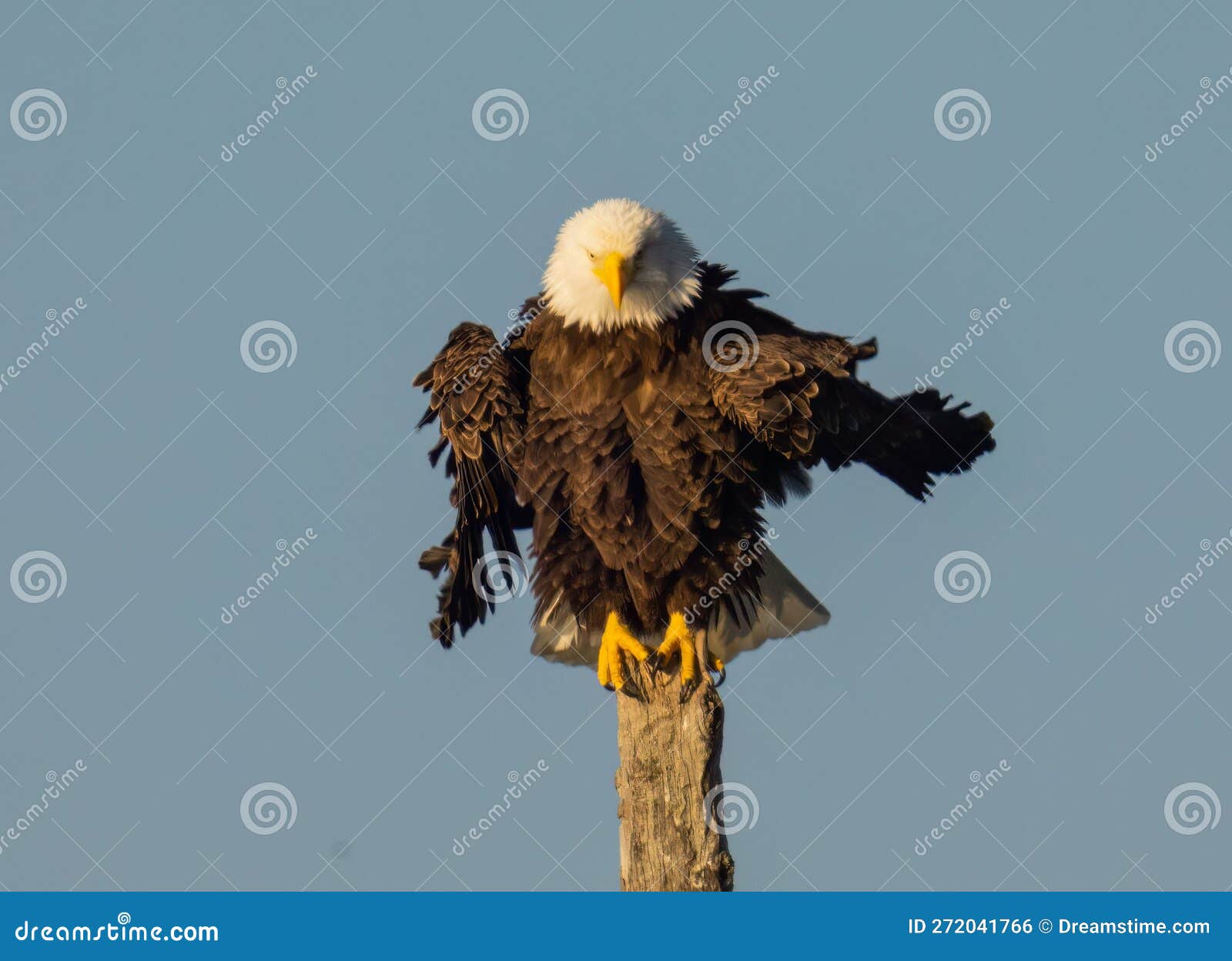 Majestic Bald Eagle Perched on a Tree Stump Against a Bright Azure Sky ...
