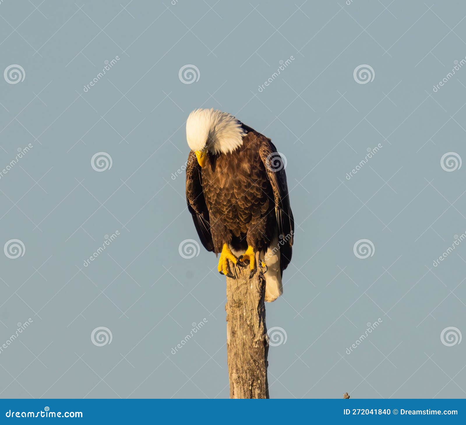 Majestic Bald Eagle Perched on a Tree Stump Against a Bright Azure Sky ...