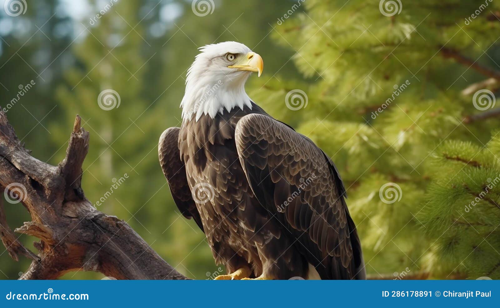 Majestic Bald Eagle Perching Staring with Strength Stock Illustration ...