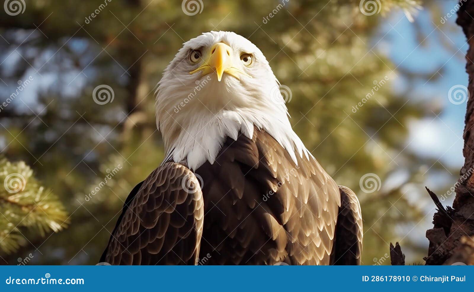 Majestic Bald Eagle Perching Staring with Strength Stock Photo - Image ...