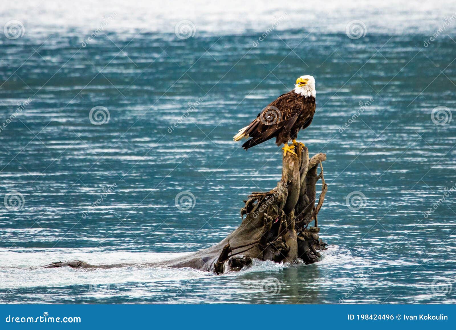 Majestic Bald Eagle Sitting on Tree in the River in Alaska Stock Photo ...