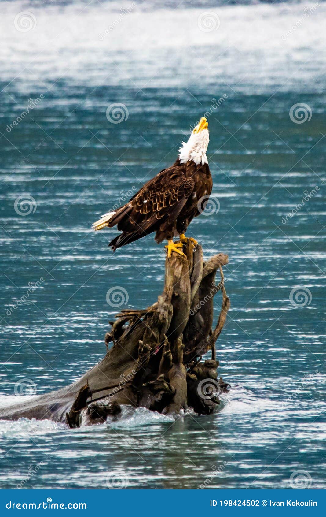 Majestic Bald Eagle Sitting on Tree in the River in Alaska Stock Photo ...