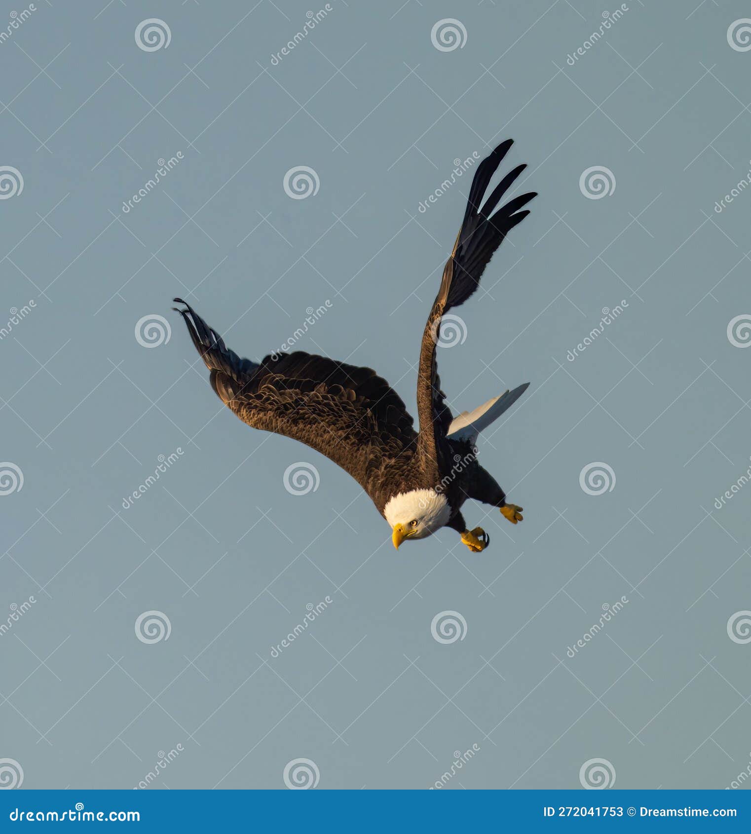 Majestic Bald Eagle Soaring through the Blue Sky. Stock Image - Image ...