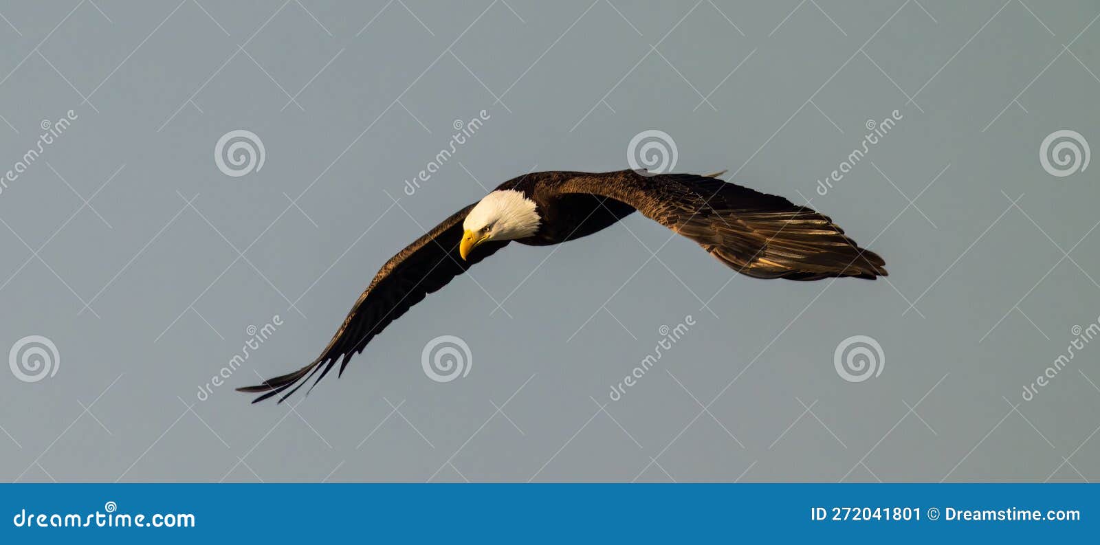 Majestic Bald Eagle Soaring In The Sky By A Solitary Bare Tree In The Background. Royalty-Free ...