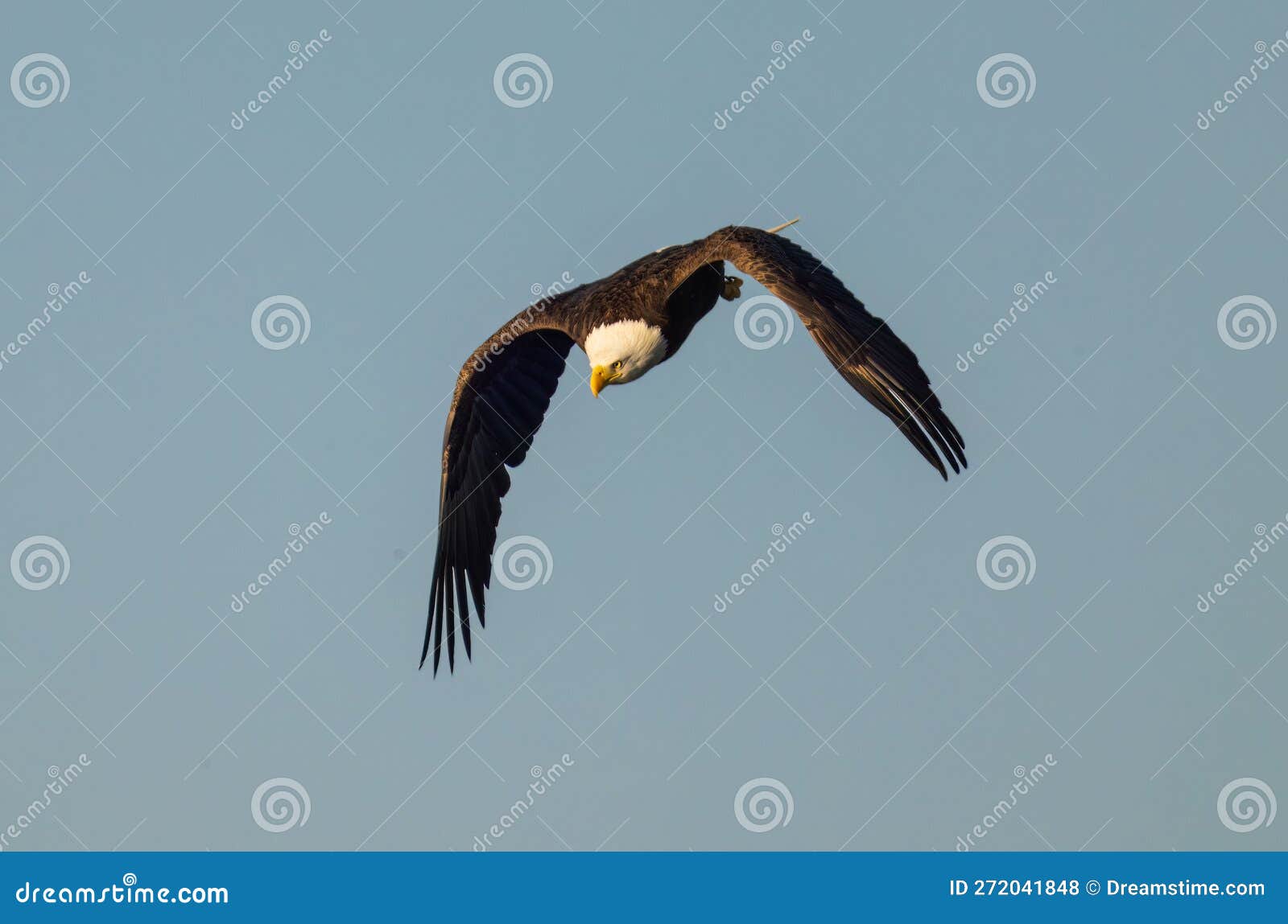 Majestic Bald Eagle Soaring through the Blue Sky. Stock Photo - Image ...