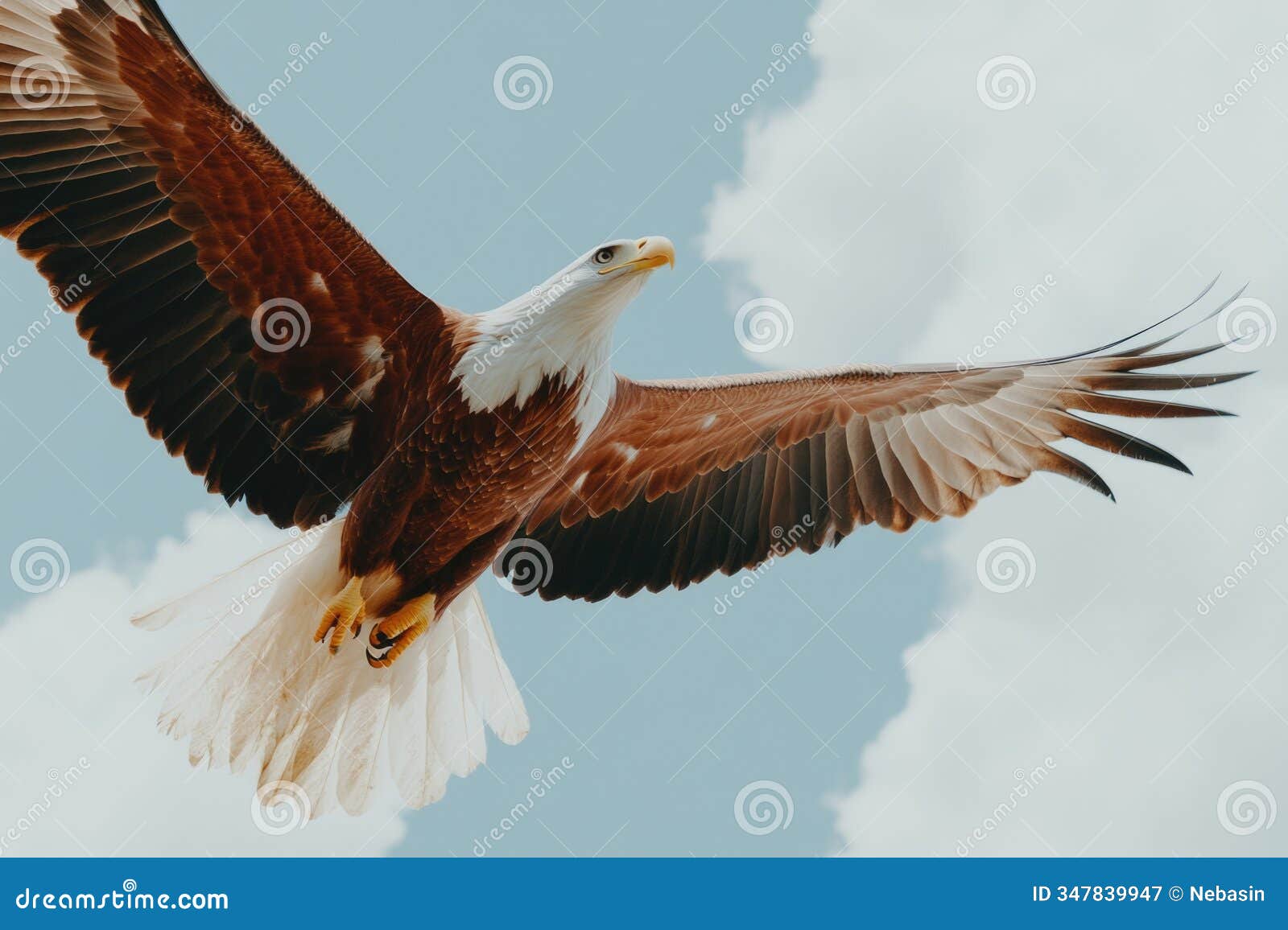 Majestic Bald Eagle Soaring in Clear Blue Sky with Powerful Wings Spread Wide Stock Image ...