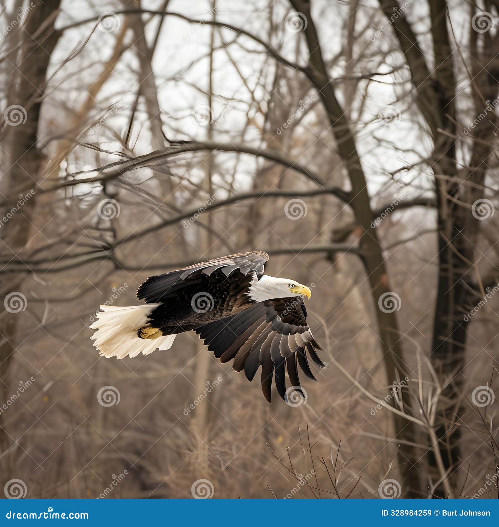 Majestic Bald Eagle Soaring through a Forest of Bare Trees Stock Image ...
