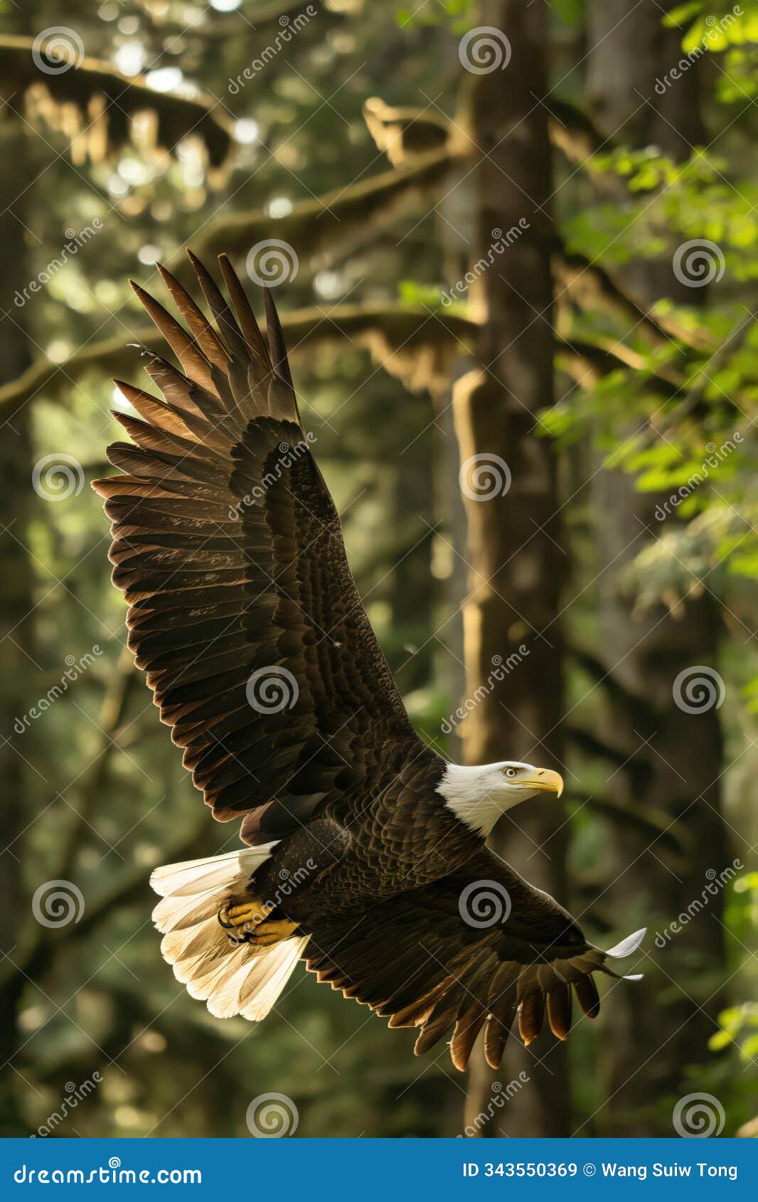 Majestic Bald Eagle Soaring through Lush Forest Stock Image - Image of haliaeetus, freedom ...