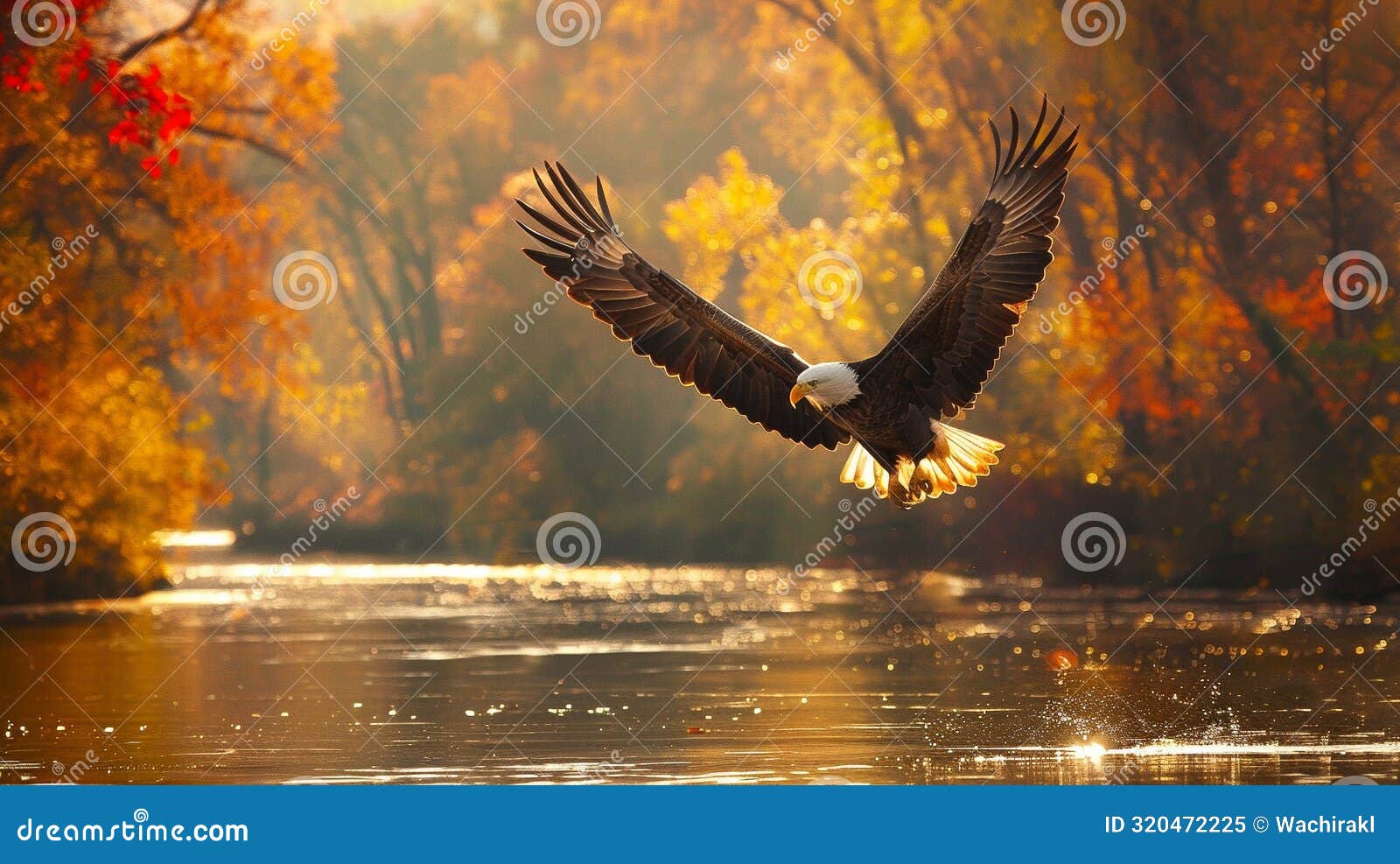 Majestic Bald Eagle Soaring Over Autumn Waters AI Generator Stock ...