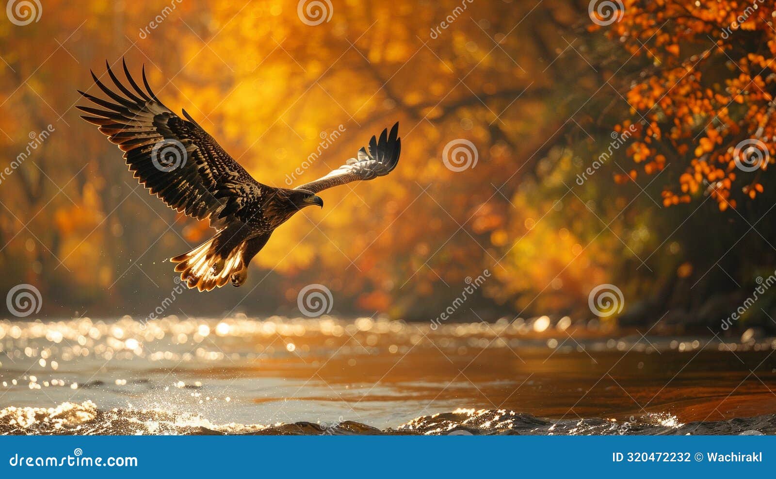 Majestic Bald Eagle Soaring Over Autumn Waters AI Generator Stock ...