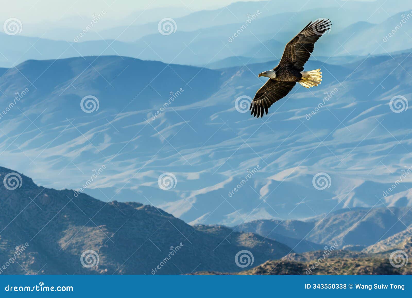 Majestic Bald Eagle Soaring Over Mountain Range Stock Photo - Image of nature, soar: 343550338