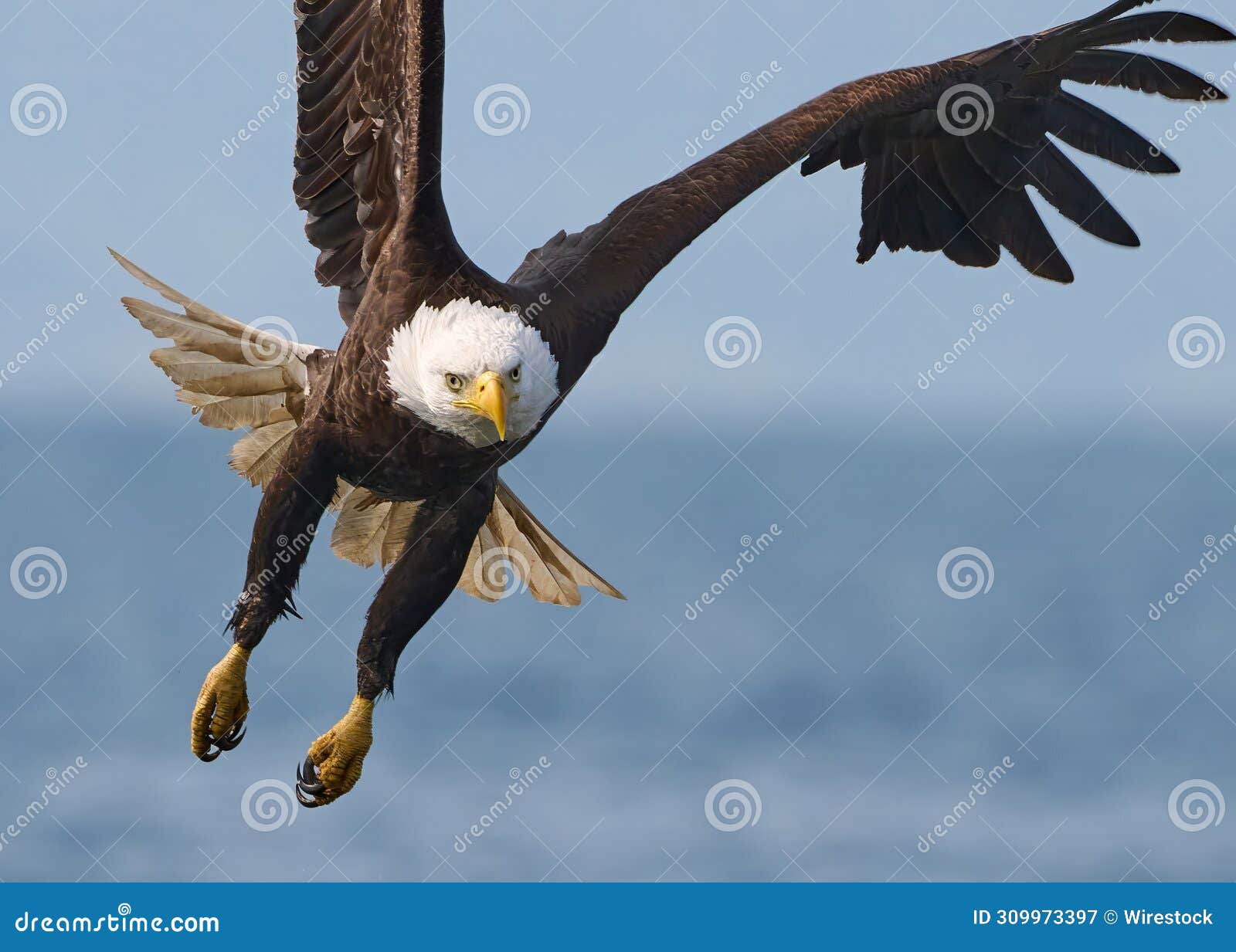 Majestic Bald Eagle Soaring through the Sky Stock Image - Image of beak ...